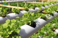 China 1m-30m Soilless Garden Hydroponic System White PVC Channel NFT Hydro System for sale
