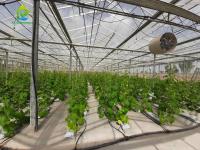 China Soilless Cultivation Vertical Hydroponic Growing System OEM ODM for sale