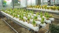 China Indoor Farming Custom Soilless NFT Hydroponic System Nutrient Solution Cultivation for sale