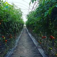 China Customized Indoor Vertical Soilless Hydroponic System For Cucumber for sale