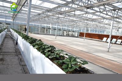 China Automatic Pipe Soilless Cultivation Equipment Generous Tube Hydroponic Tomato Planter for sale
