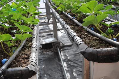 China Sided Ladder PVC Soilless Hydroponic System Automatic Vertical Farming System for sale