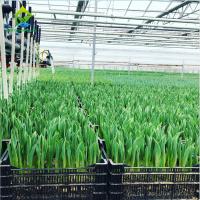 China Lettuce Soilless Cultivation Equipment for sale