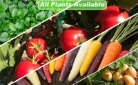 China 7*11.5*1.4 FT 0.6MM Thickness Metal Garden Planter Box Breathable bottom for sale