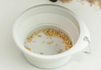 China Silicone Rounded Collapsible Pet Bowl Portable Travel Dog Dishes for sale