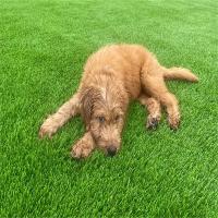 China SPU/SBR Coating Custom Outdoor Landscape Garden Decoration Synthetic Turf Grass Roll for sale