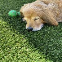 China PE PP Artificial Grass for Football Turf 3m Wide 4G 25x25 4mx25m 6 by 4 15mm Dtex for sale