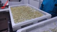 China CE Certificate 5rpm Softgel Encapsulation Machine Plc Control for sale