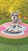 China Soft Child Pet Friendly Artificial Grass 20mm - 35mm Non Toxic Artificial Grass For Dog Runs, Pet Areas for sale