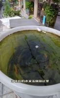 China Aquaponics Garden System Featuring Modular Components for Scalable Urban Farming Solutions and Year Round Crop Cultivation for sale
