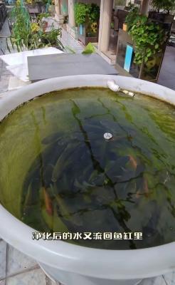 China Aquaponics Garden System Featuring Modular Components for Scalable Urban Farming Solutions and Year Round Crop Cultivation for sale