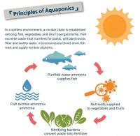 China Aquaponics Garden System Featuring Modular Components for Scalable Urban Farming Solutions and Year Round Crop Cultivation for sale