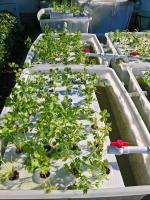 China Intelligent Recirculating Aquaponics System with Food Grade PP/PE and 90% Water Saving for Indoor Gardens for sale