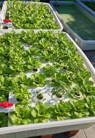 China Smart Aquaponics Ecosystem: 100% Organic Self-Sustaining Indoor Garden with 90% Water Savings for sale