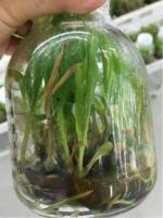 China PE / PP Fish Hydroponics System aquaponics system kit For Seedling for sale