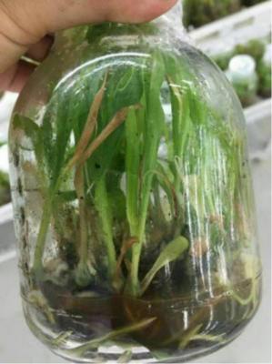 China PE / PP Fish Hydroponics System aquaponics system kit For Seedling for sale