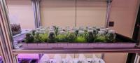 China PE / PP Fish Hydroponics System aquaponics system kit For Seedling for sale