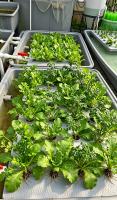 China Vertical PP / PE Aquaponic Garden System  In Hot Weather for sale