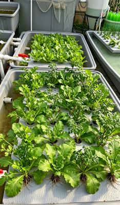 China Vertical PP / PE Aquaponic Garden System  In Hot Weather for sale
