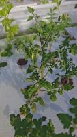 China Vertical PP / PE Aquaponic Garden System  In Hot Weather for sale