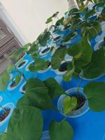 China Solar Aquaponics System Organic Dual Output Simultaneous Fish Vegetable Yield for sale