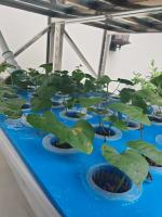 China Solar Aquaponics System Organic Dual Output Simultaneous Fish Vegetable Yield for sale