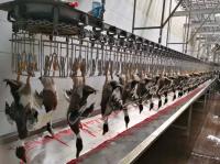 China ANXU ISO9001 CE Automatic Poultry Slaughtering Line 10-400 Heads Capacity 7.5KW 220V/380V for sale