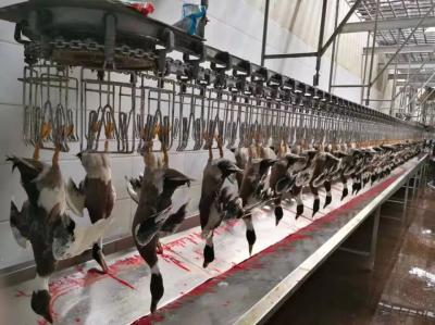 China ISO9001 Industrial Automatic Chicken Processing Line 2480×1340×1480mm with 7.5KW Power and 10-400 Heads Capacity for sale