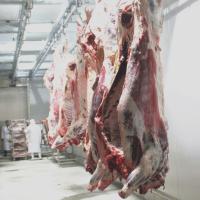 China 7.5KW Automatic Cow Slaughtering Machine with 10-400 Heads Capacity and Stainless Steel 304 Construction for sale