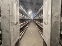 China Watering Feeding Poultry Raising Equipment Durable Layer Poultry Equipment for sale