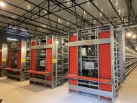 China Multi - Tier Chicken Egg Laying Equipment Corrosion Resistance Customized Size for sale