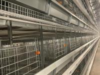 China Poultry Farm Battery Automatic Chicken Cage Saving Feed ISO9001 Approved for sale