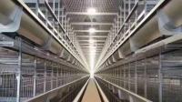 China Commercial Layer Farming Equipment Conventional Cages For Laying Hens for sale