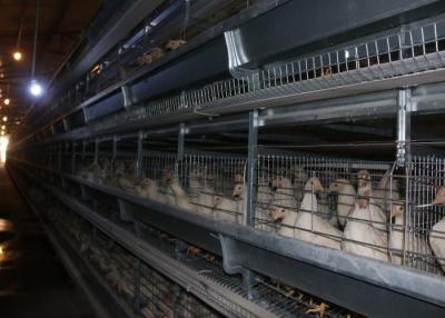 China A  H Type Layer Chicken Cage System High Rearing Efficiency 15-20 Years Lifespan for sale