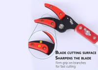 China Chrome Plated Bypass Telescoping Pole Pruner For Fruit Tree Picking for sale