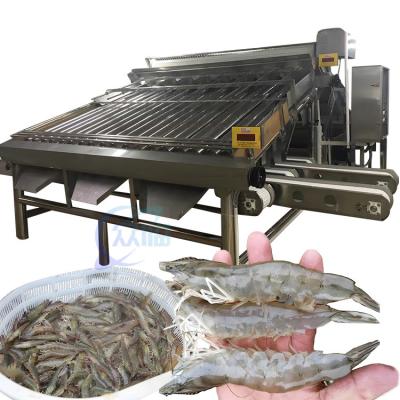 China SUS304 Practical Shrimp Sorting Machine , Anti Corrosion Prawn Grader for sale
