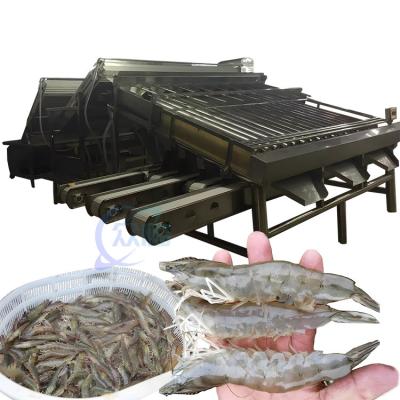 China Multifunctional Shrimp Grading Machine Durable Stainless Steel for sale