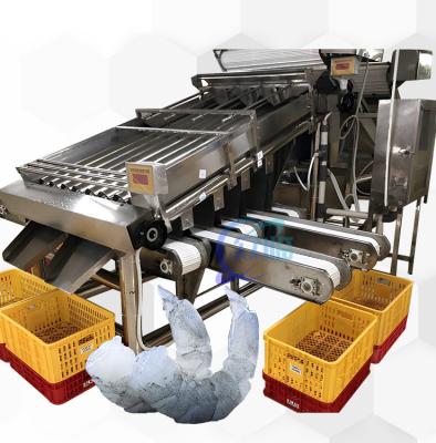China Seafood Processing Shrimp Grading Machine 6000x3200x2200mm Stable for sale