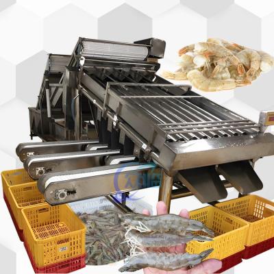 China 4.9KW SUS304 Shrimp Grading Machine Automatic For Fish Size Sorting for sale