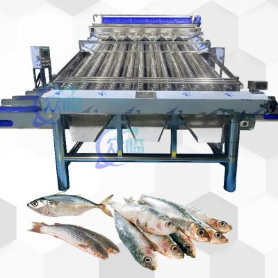 China Waterproof Fish Roller Sorting Machine Mackerel Grading Machine Large Capacity for sale