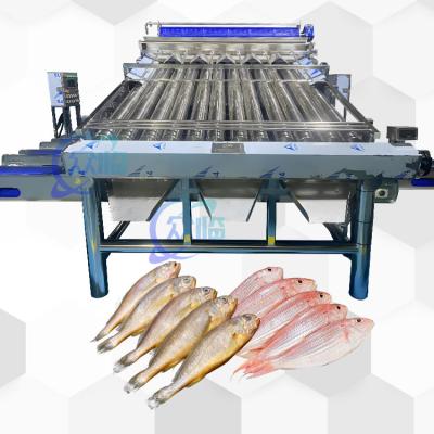 China Automatic Fish Classify Machine With 12 Roller Automatic Fish Classifier For 4-5 Sizes for sale
