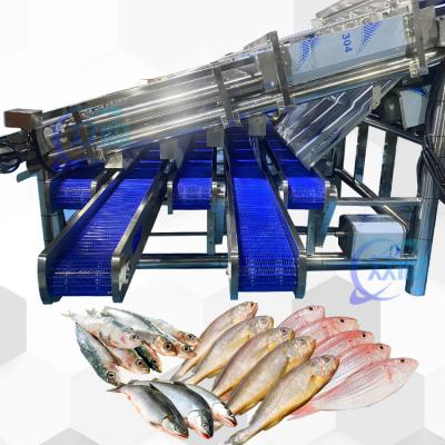 China High Stabality Efficient Pelagic Fish Sorting Machine Pelagic Fish Sizing Machine for sale