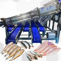 China Large Yield Sardine Sizing Machine With 12 Roller Automatic Sardine Grading Line for sale