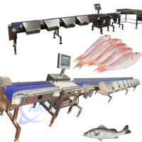 China Pelagic Fish Grading Machine Pelagic Fish Weight Grader 120-150pcs/min for sale