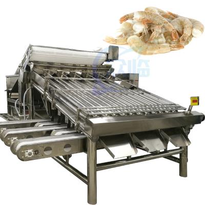 China Seafood Processing Equipment Shrimp Sorting Machine Shrimp Size Automatic Grading Machine for sale