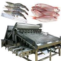 China Automatic shrimp sorting machine for shrimp peeling fresh prawn washing rolling sorting machine shrimp grader for sale