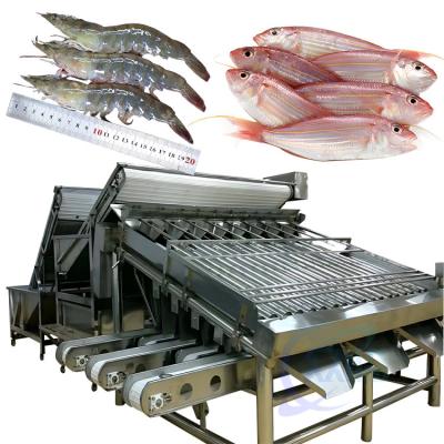 China Automatic shrimp sorting machine for shrimp peeling fresh prawn washing rolling sorting machine shrimp grader for sale