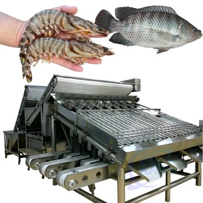 China Automatic Shrimp Sorting Machine For Shrimp Peeling Fresh Prawn Washing Rolling Sorting Machine Shrimp Grader for sale