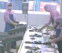 China Conveyor Fish Processing Production Line Fish Descaling Production Line Catfish Skinne for sale
