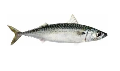 China Four Styles Automatic Pelagic Fish Grading Line And Sorting Small Fish Equipment for sale